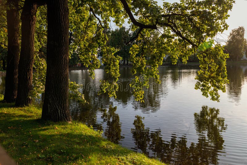 Old oak trees by the pond stock image. Image of themes - 160265881