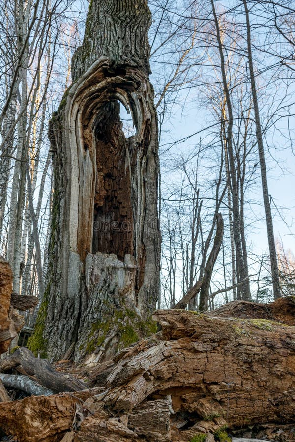 Old Oak Trunk, Hollow Tree Trunk, Old Tree in Forest, Wild, Spring in ...