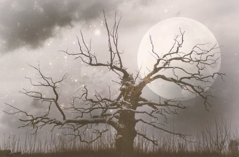 Old oak on winter night stock illustration. Illustration of night ...