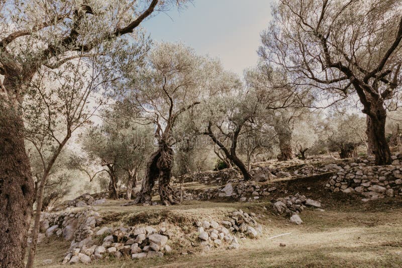 Old olive grove stock photo. Image of tree, garden, background - 135653720