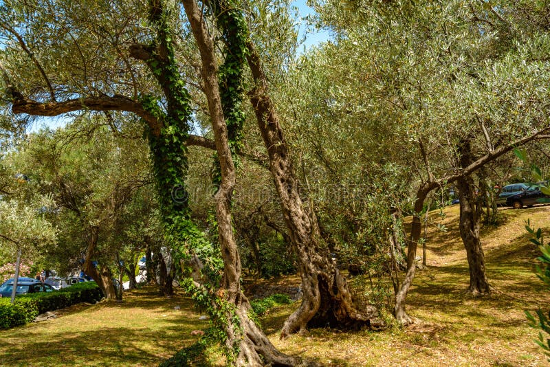 Old olive grove stock image. Image of garden, food, natural - 216682849