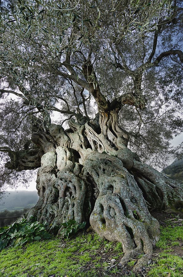 Old olive stock photo. Image of farm, mediterran, field - 30506514