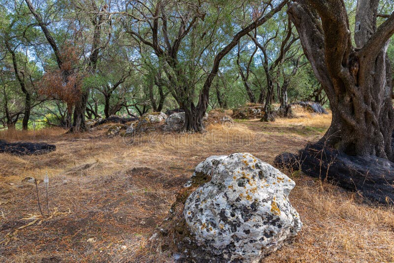 In the Old Olive Orchard, Corfu Island Stock Image - Image of mountains ...