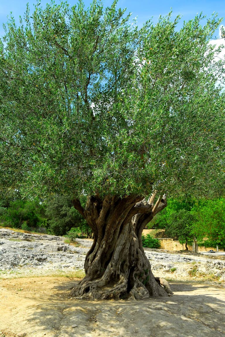 447 Old Twisted Olive Tree Stock Photos - Free & Royalty-Free Stock ...