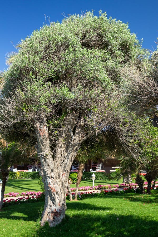 An Old Olive Tree As an Example of Landscaping and Native Plantings ...