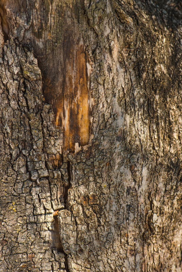 1,182 Olive Tree Bark Texture Stock Photos - Free & Royalty-Free Stock ...