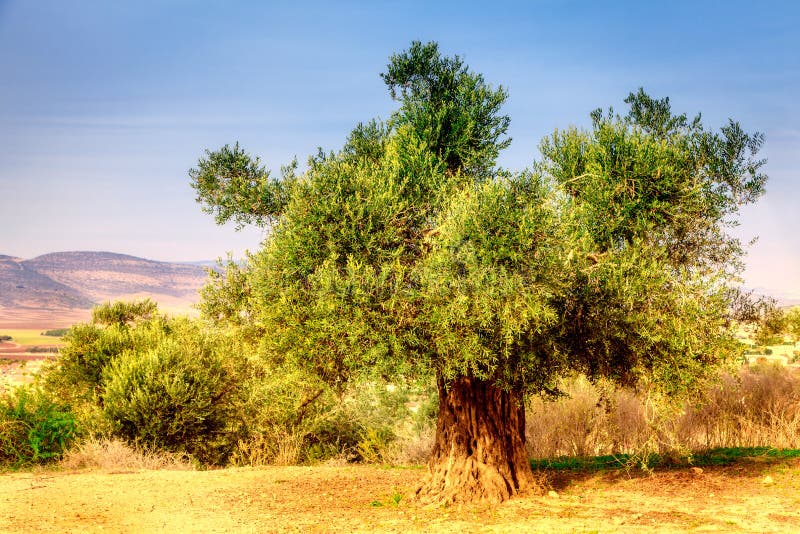 Old olive tree stock image. Image of east, foliage, tzippori - 41048239