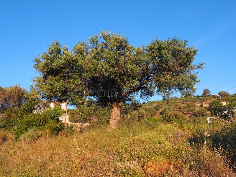 An Old Olive Tree, Early Morning Light Stock Image - Image of morning ...