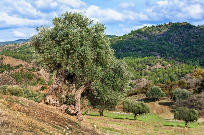 The Old Olive Tree on Field. Cyprus Stock Photo - Image of harvest ...