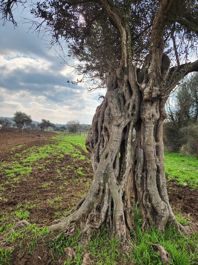 An Old Olive Tree in the Field Stock Image - Image of branch, olive ...