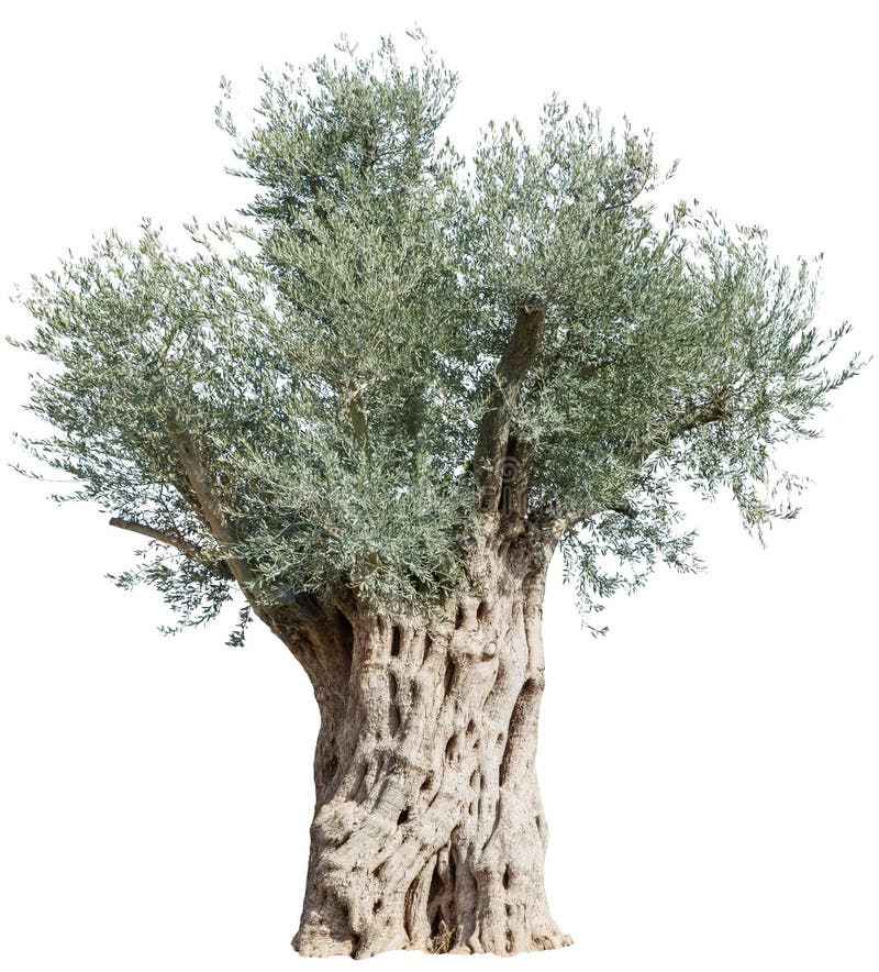 1,445 Olive Tree Cutout Stock Photos - Free & Royalty-Free Stock Photos ...