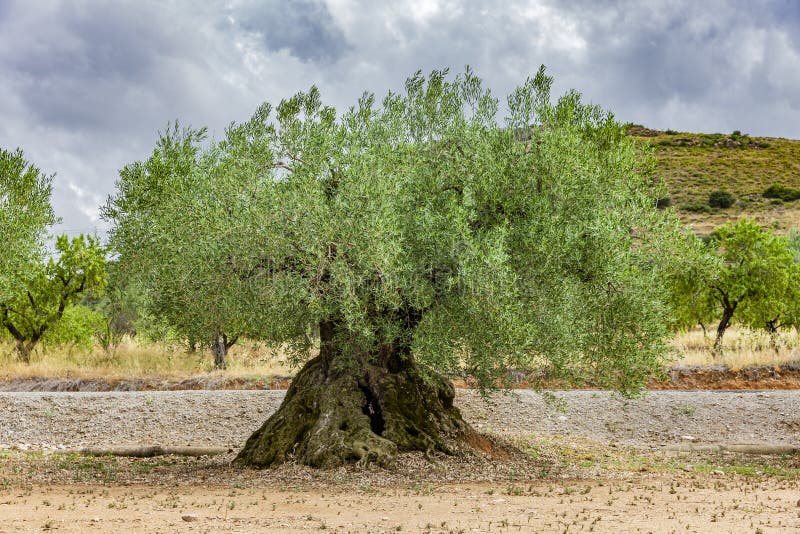 Old olive tree in a grove stock photo. Image of green - 154349912