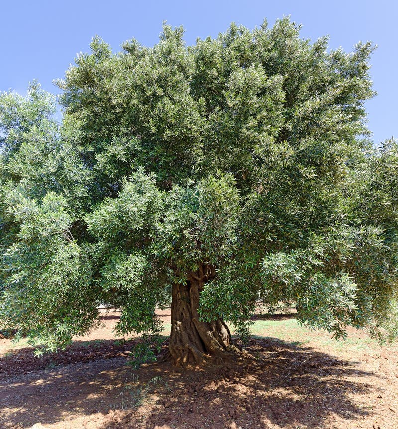 Old olive tree stock image. Image of farm, branch, farming - 120561219