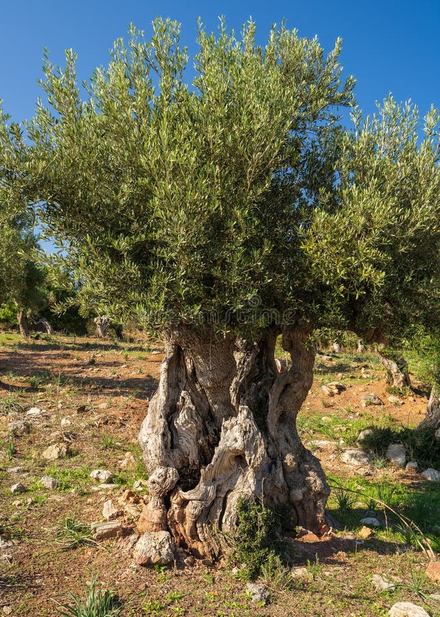Old Olive Tree with Knotty Trunk, Spreading Branches Olive Grove in ...