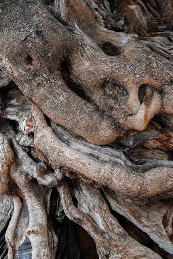 The Massive Trunk of a New Zealand Tawa Tree Stock Photo - Image of ...