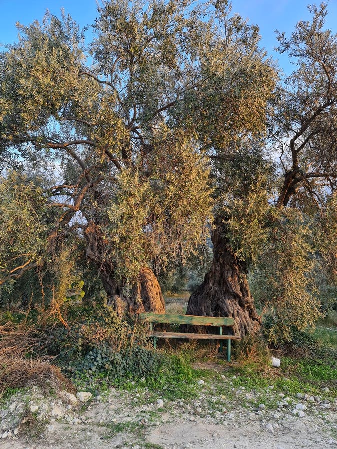 Old olive tree. Rest point stock photo. Image of branch - 287743418