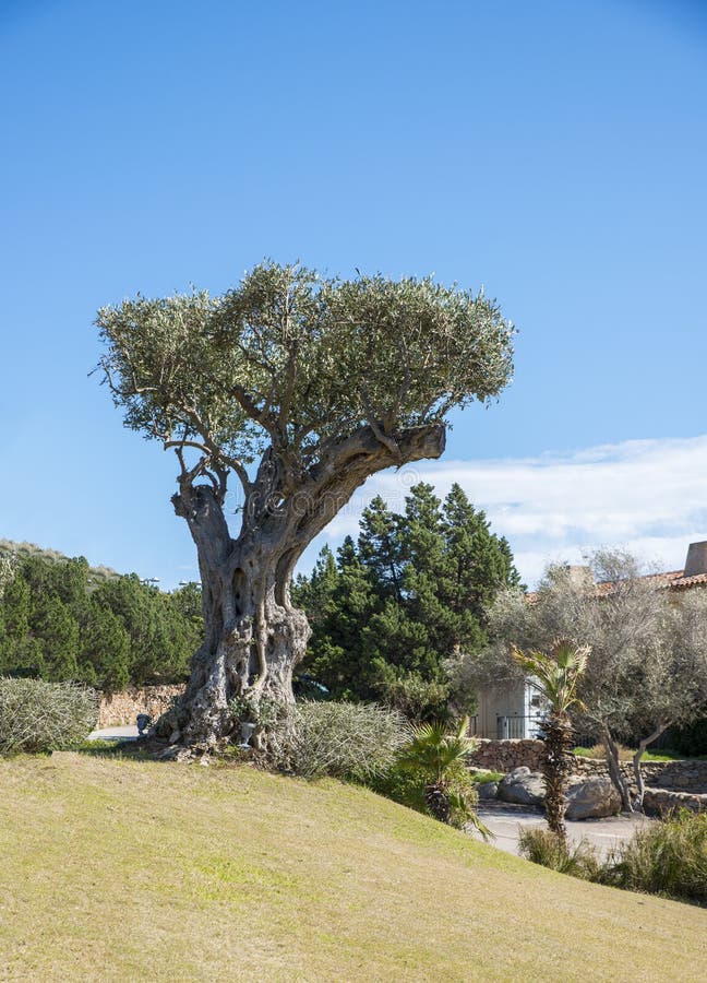 Olive Tree and Boat at Ocean Coastline Stock Image - Image of olive ...