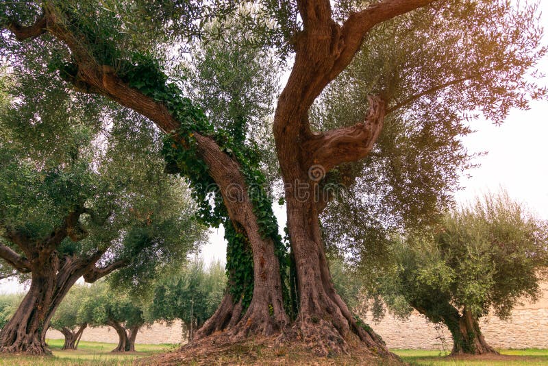 Old Olive Tree in a Small Olive Grove in Umbria, Italy Stock Photo ...