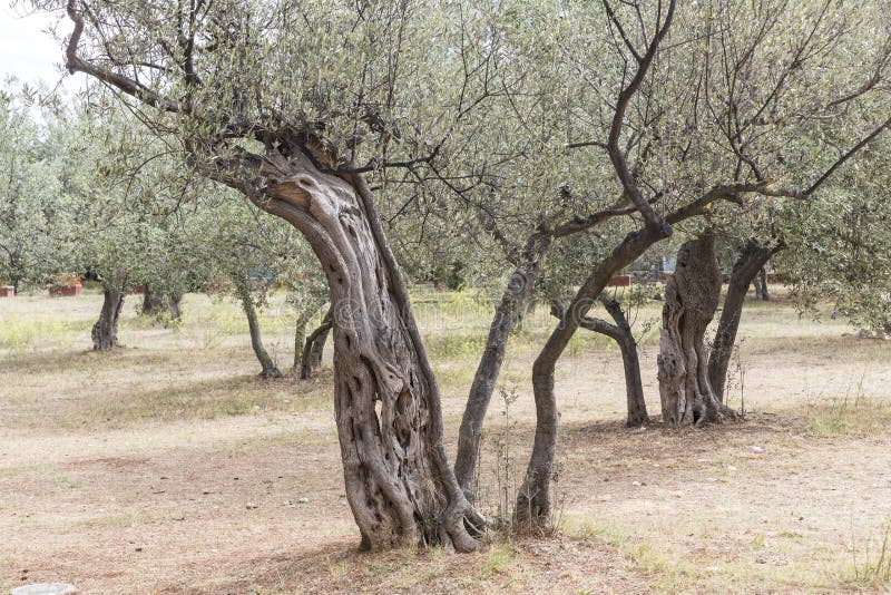 Am Old Olive Tree in the Summer Stock Image - Image of light, shadow ...