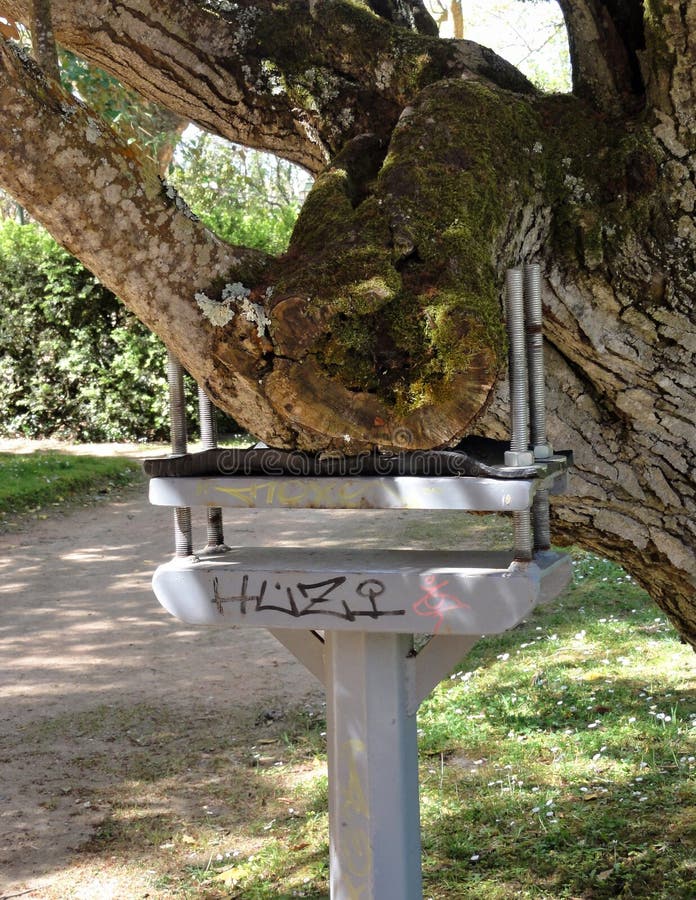 Old Olive Tree is Supported Stock Photo - Image of metal, nture: 204474016