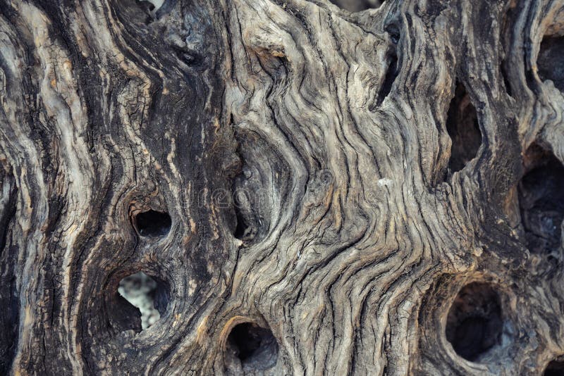 Old olive tree stock image. Image of nature, outdoors - 83630793