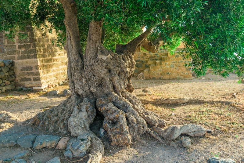 459 Olive Tree Roots Stock Photos - Free & Royalty-Free Stock Photos ...