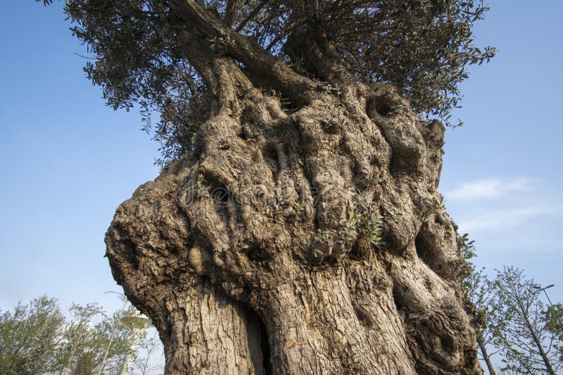 Old olive tree stock photo. Image of landscape, field - 276397494