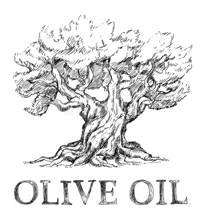 Olive Tree Etching Stock Illustrations – 491 Olive Tree Etching Stock ...