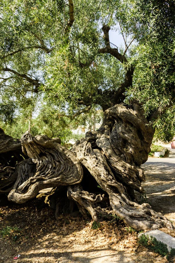 One of the Old Olive Tree in the World, Zakynthos Island, Greece Stock ...