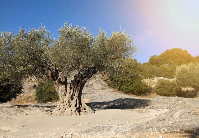Old olive trees stock image. Image of france, health - 62908001
