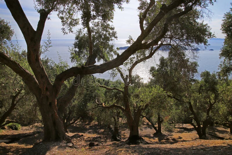 Trees on Corfu Island Coast, Greece Stock Image - Image of island ...