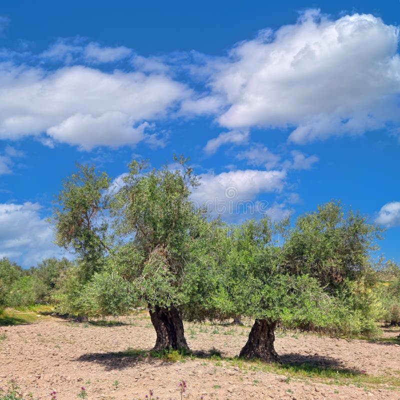 Old Olive Trees in Mediterranean Stock Image - Image of olive ...