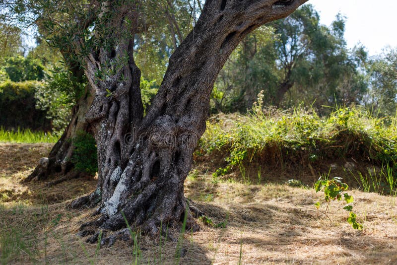 Large Old Olive Trees, Tree Trunk. Copy-space Stock Photo - Image of large, country: 269215694
