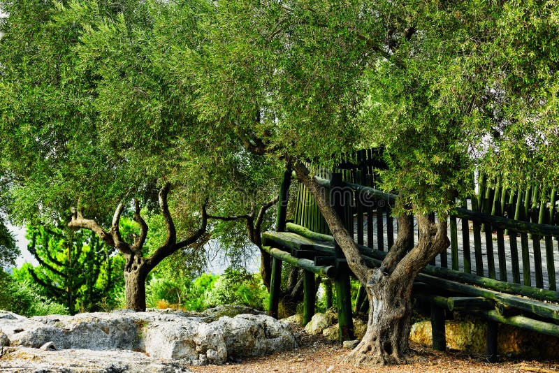 Giant olive tree stock photo. Image of europe, production - 20351768