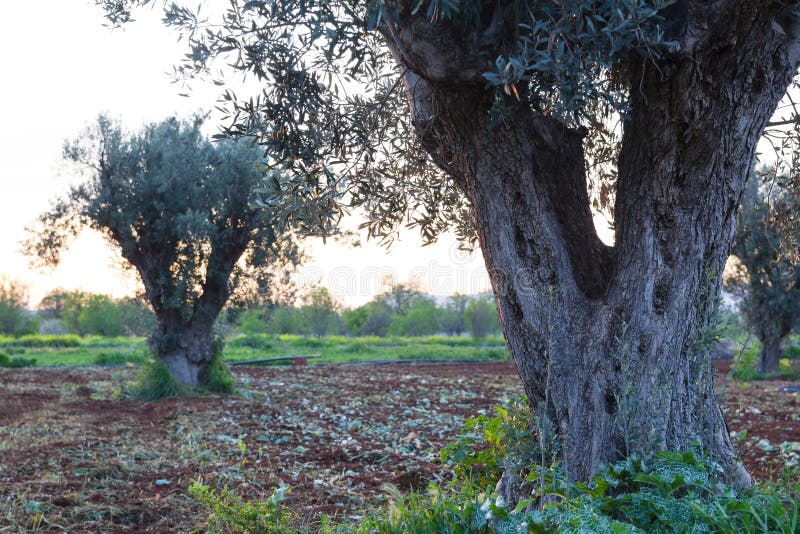 Olive Trees & Parthenon Stock Photo - Image of landmark, archeology ...