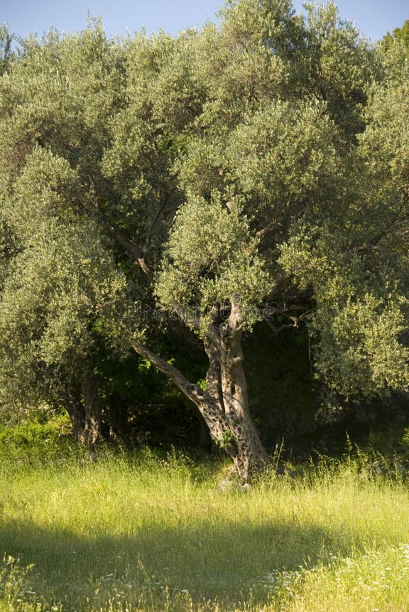Old Olivia Forest Tree stock image. Image of idyllic, rural - 4162125