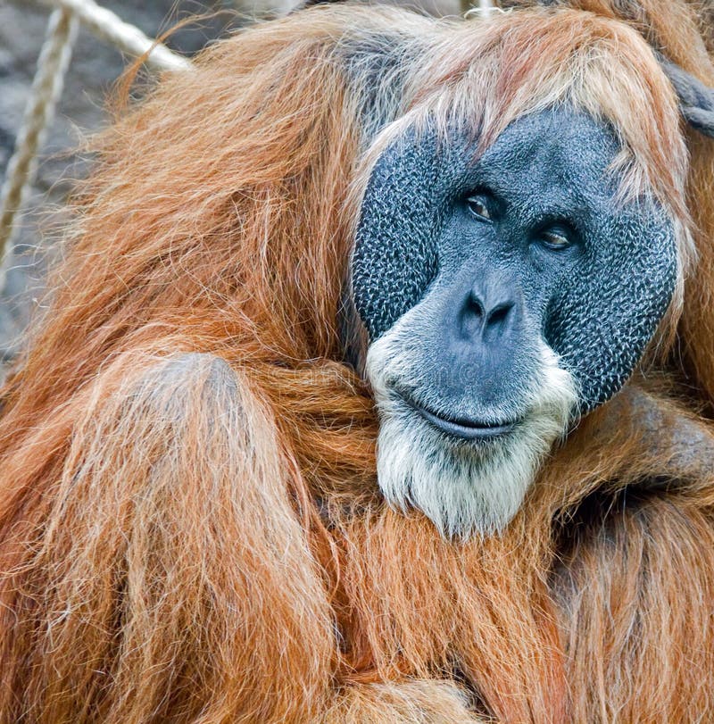 Orangutan stock photo. Image of extinct, depression, monkey - 22604870