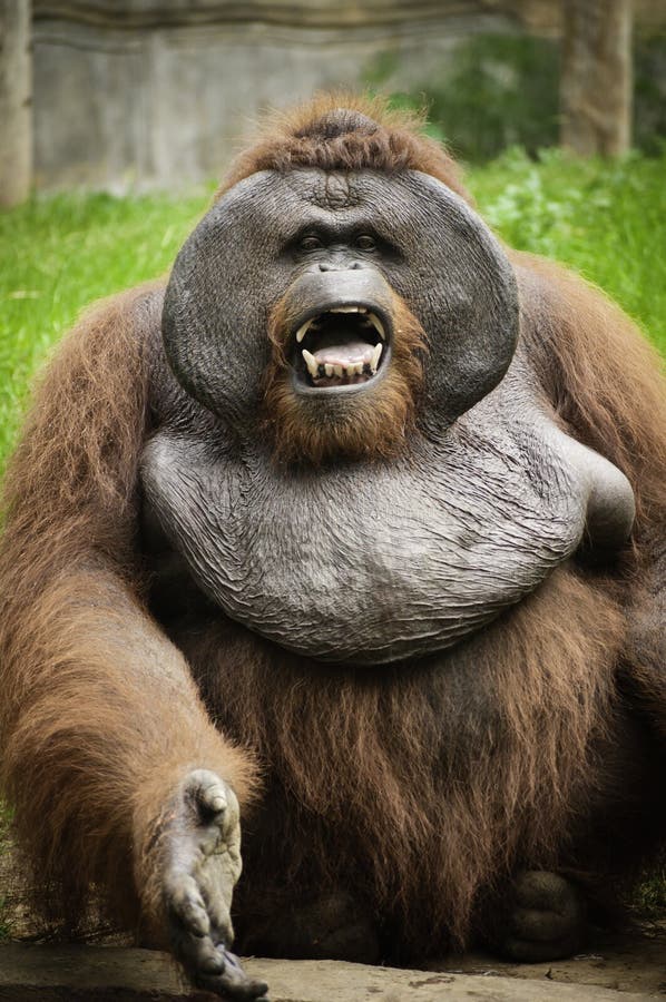 Fat Orangutan Standing