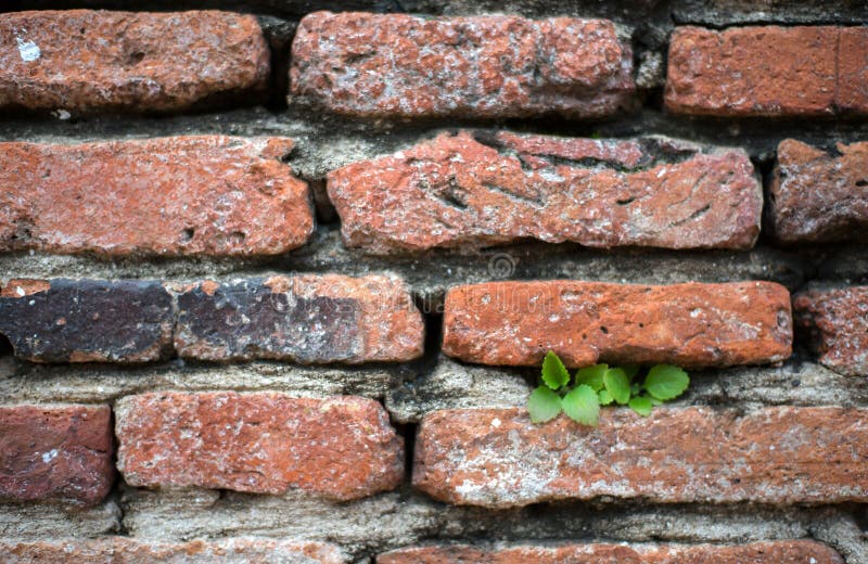 Old Orange Brick Wall Surface with a Young Tree of Growth Stock Photo ...