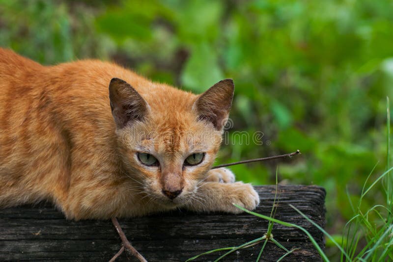 The Old Orange Cat stock image. Image of domestic, trunk - 98483861