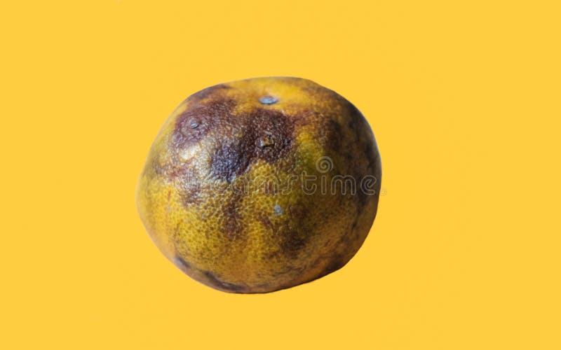 Old Oranges, Rotten Oranges on Wood Background Stock Image - Image of ...