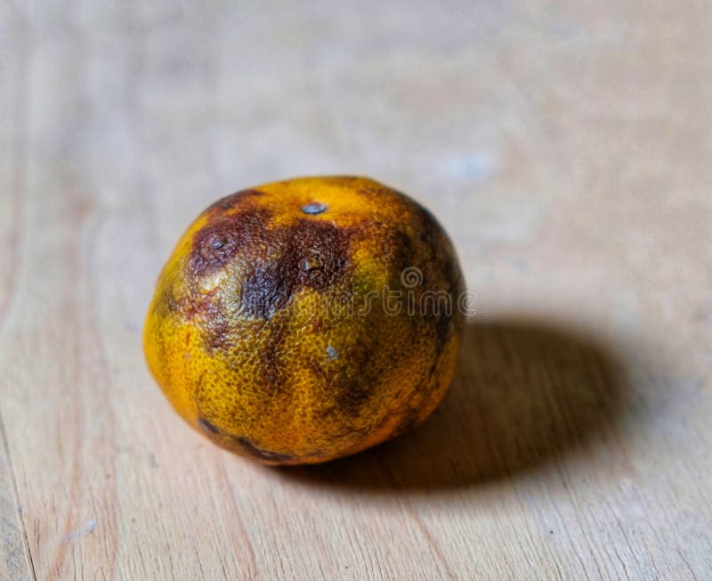 Old Oranges, Rotten Oranges on Wood Background Stock Image - Image of ...