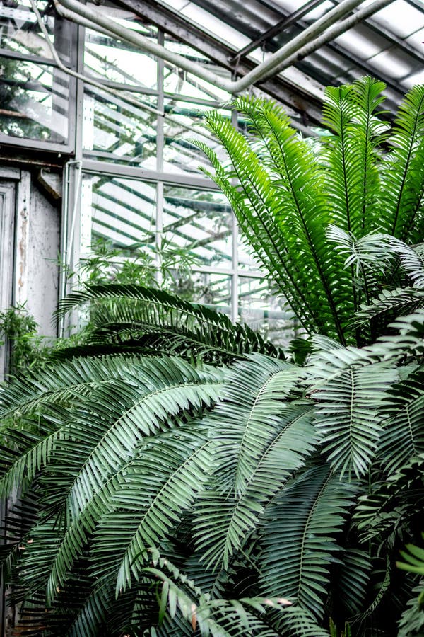 Old Orchard-house Indoor with Exotic Green Plants Stock Photo - Image ...