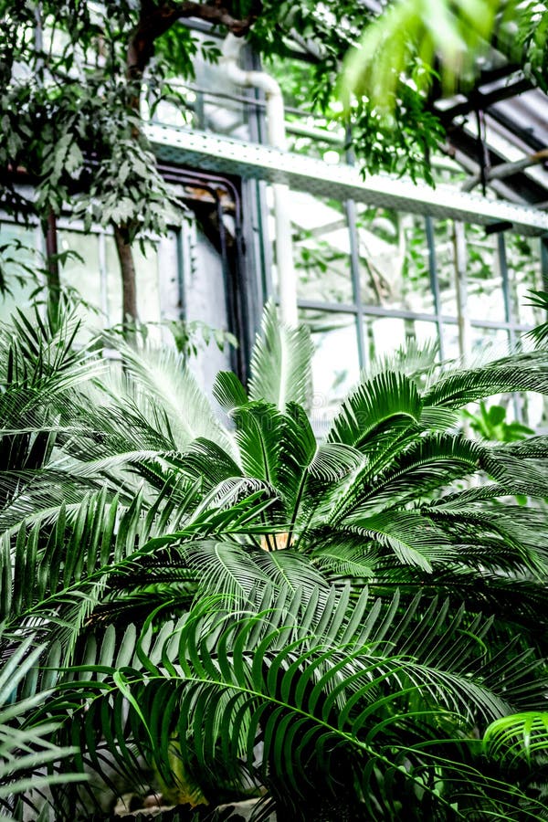 Old Orchard-house Indoor with Exotic Green Plants Stock Image - Image ...