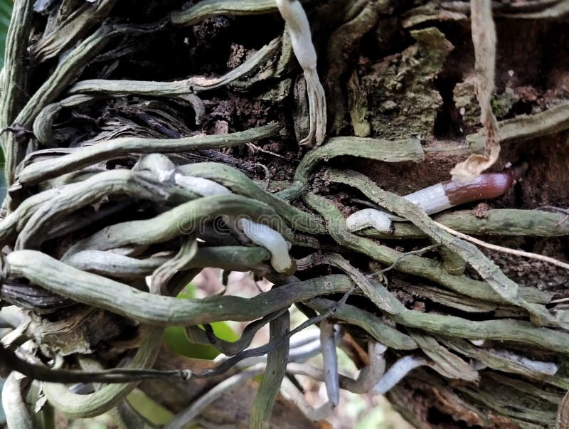 Old Orchid Roots Mount on a Dead Tree Stock Image - Image of background ...