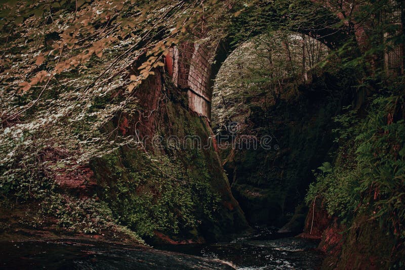 Old Overgrown Bridge stock image. Image of area, forrest - 107611525