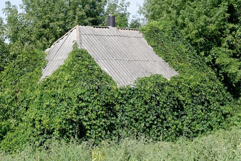 An old overgrown house. stock photo. Image of collapsed - 97975406