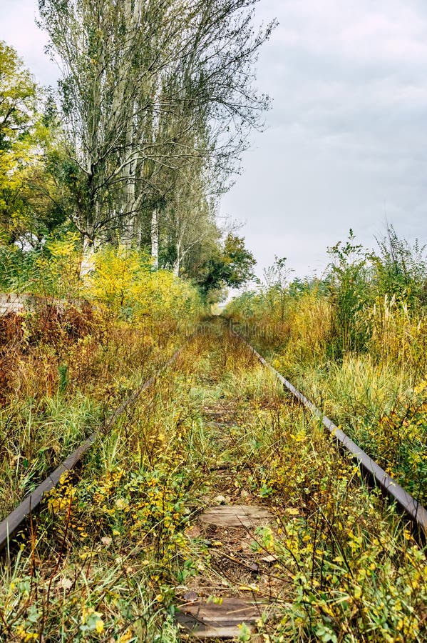 Old Overgrown Railway in Autumn Stock Photo - Image of abandoned, area ...
