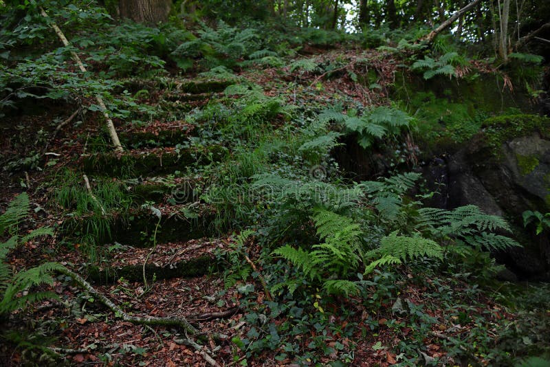 Overgrown Stairs in the Forest Stock Image - Image of landing, duck ...