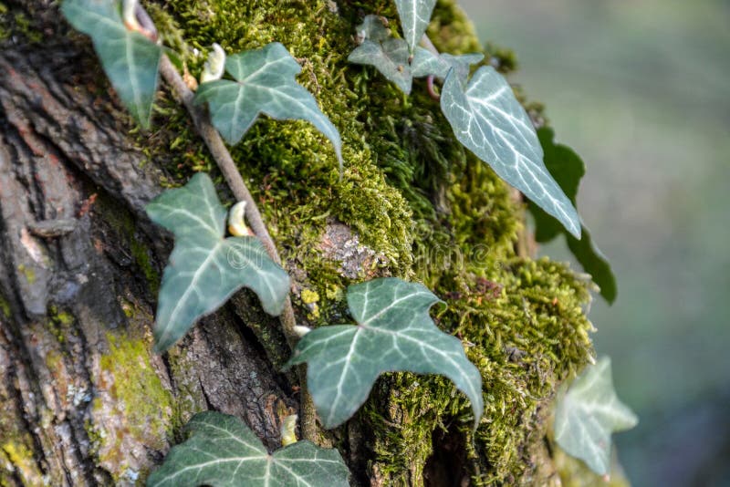 Old Overgrown Tree with Leaves and Moss Close Up Stock Photo - Image of ...